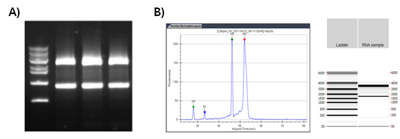 AccuPower® qPCR Array Service