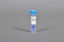 100 bp Plus DNA Ladder (500 μl)