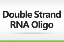 Double Strand RNA(Custom)