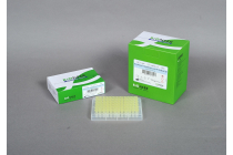 AccuPower® RocketScript™ Cycle RT PreMix (dN12) (480 T, 20 μl)