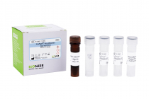 AccuPower® Vibrio ichthyoenteri Real-Time PCR Kit