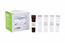 AccuPower® Acinetobacter pittii Real-Time PCR Kit