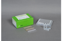 AccuPower® Norovirus Real-Time RT-PCR Kit