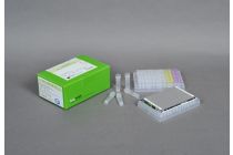 AccuPower® CMV Quantitative PCR Kit